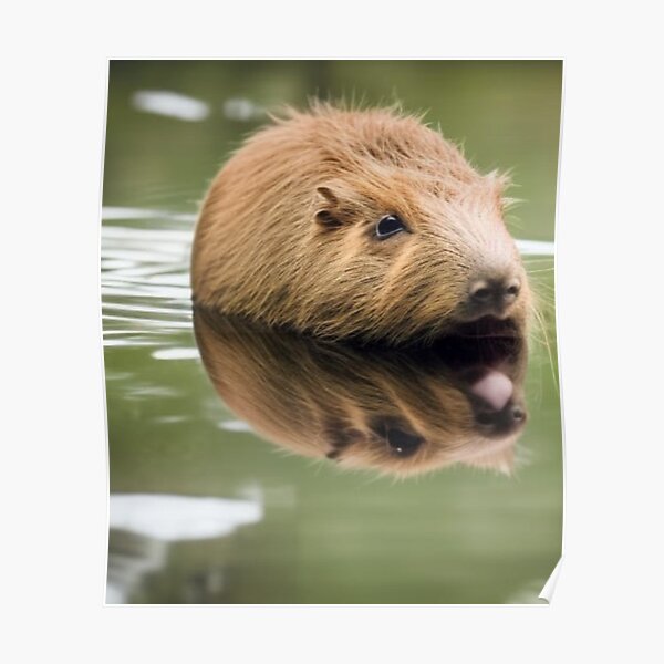 "Swimming Capybara. Cute Capybaras" Poster for Sale by LeanDesigns ...