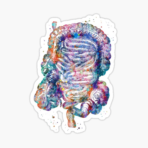 "GI Tract Large and Small Intestines" Sticker for Sale by EvasDreams ...