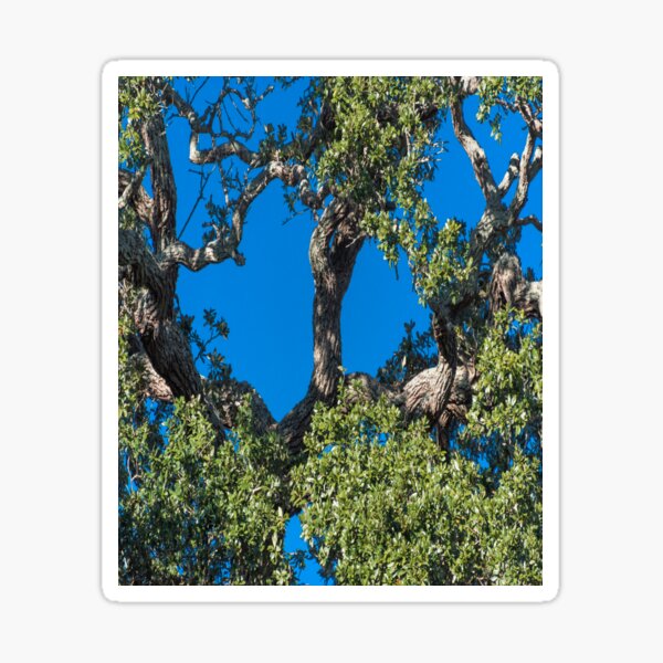 "Magnificent Oak Tree" Sticker by CrissyAnderson | Redbubble