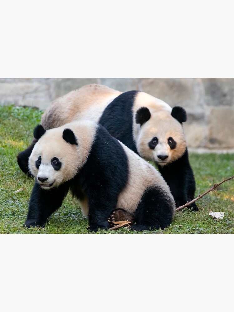 "Giant Pandas Xiao Qi Ji and Mei Xiang at the Smithsonian's National ...