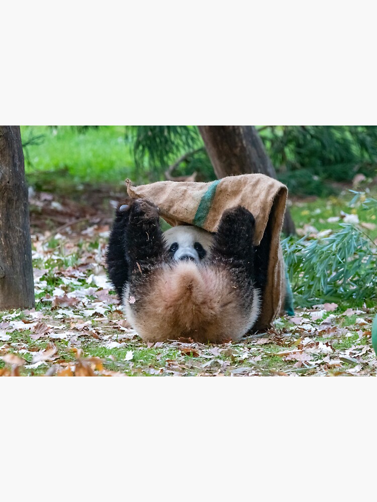 "Peek-a-boo with Giant Panda Xiao Qi Ji at the National Zoo" Sticker ...