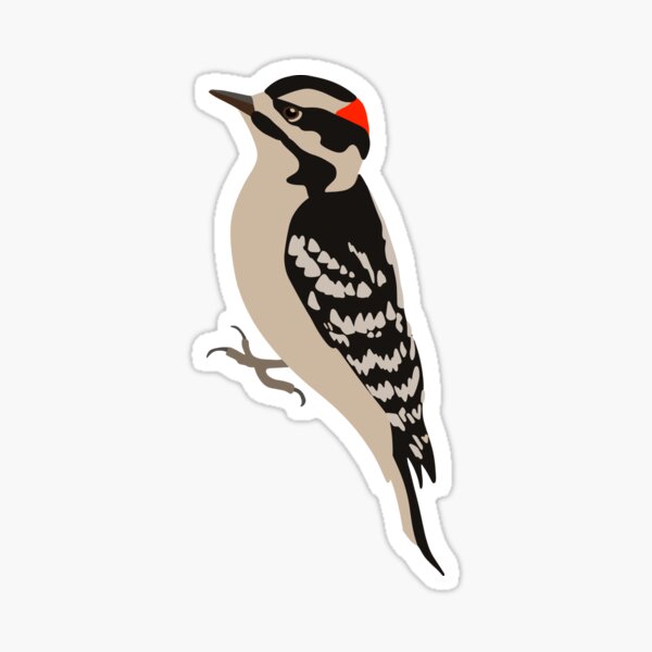 "Downy Woodpecker" Sticker for Sale by Sarah-Leonard | Redbubble