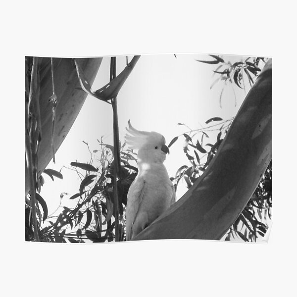 "AUSTRALIA COCKATOO" Poster for Sale by DMEIERS | Redbubble