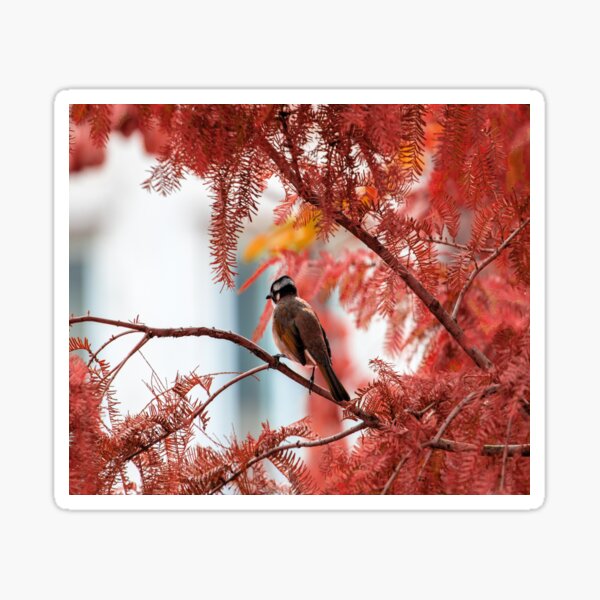 "Bird" Sticker for Sale by vipul4u2u | Redbubble