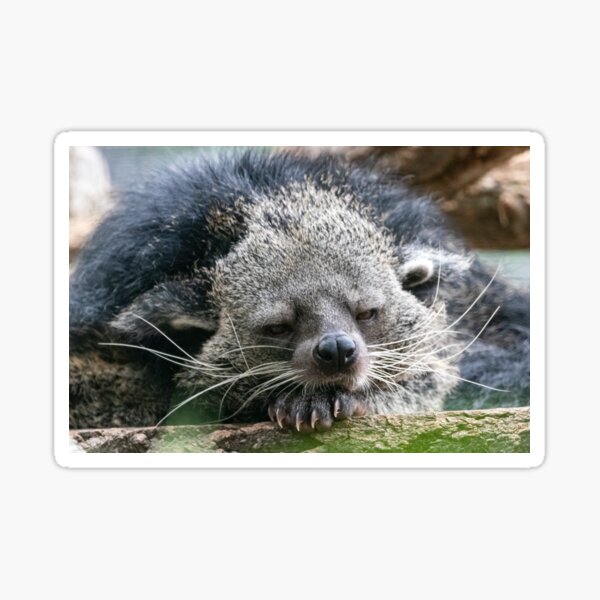 "Hank the Binturong at the Smithsonian's National Zoo" Sticker for Sale ...