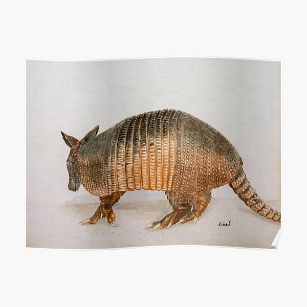 "Armadillo" Poster for Sale by ZinaStromberg | Redbubble
