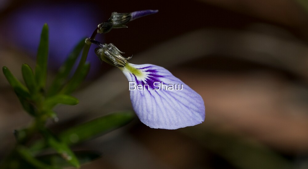 "Spade Flower (Hybanthus Vernonii)" by Ben Shaw | Redbubble