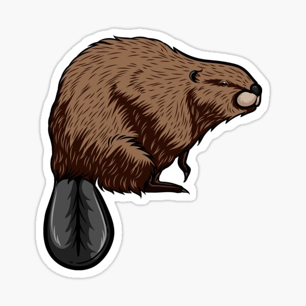 "Beaver" Sticker for Sale by StickerSteves | Redbubble