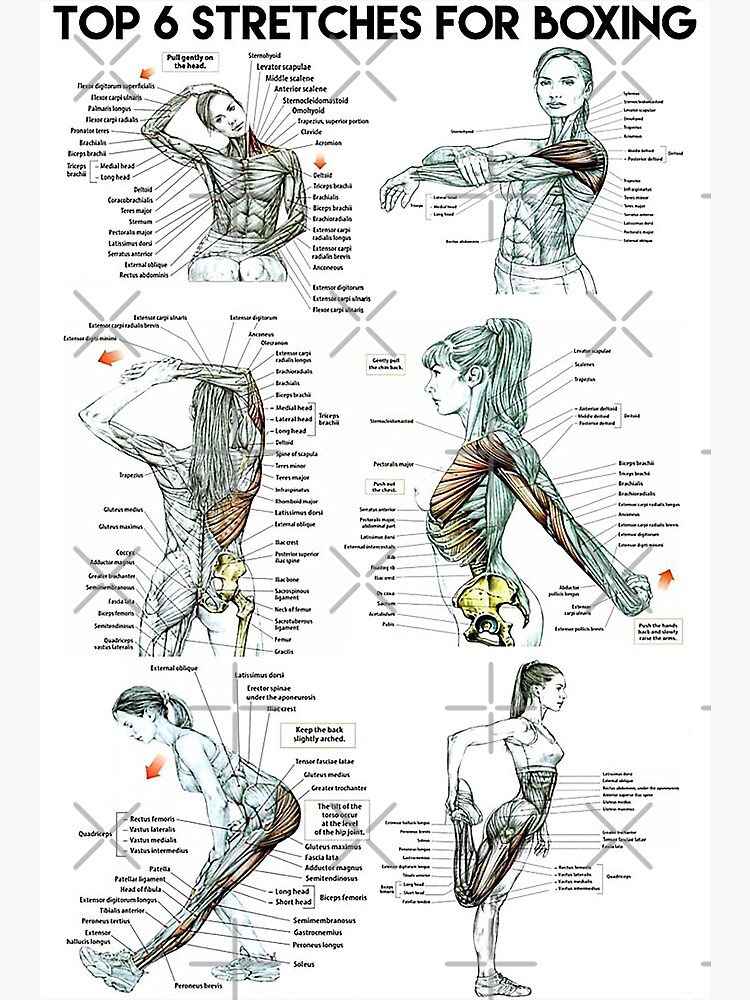 "Female Top 6 stretches for boxing" Poster for Sale by SEANPARKERAU ...