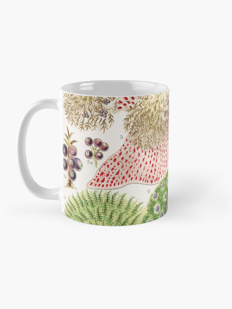 "Great Barrier Reef Anemones from The Great Barrier Reef of Australia ...