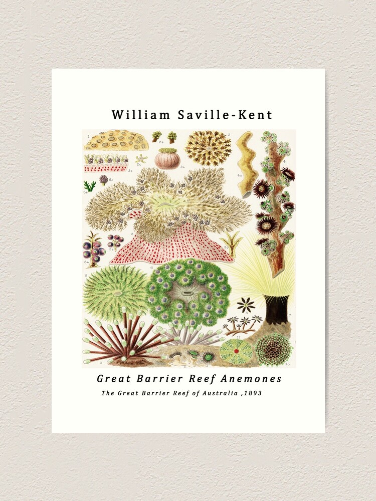 "Great Barrier Reef Anemones from The Great Barrier Reef of Australia ...