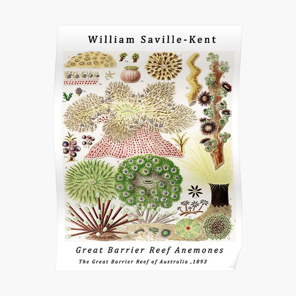 "Great Barrier Reef Anemones from The Great Barrier Reef of Australia ...