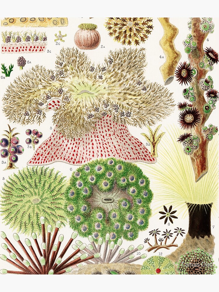 "Great Barrier Reef Anemones from The Great Barrier Reef of Australia ...