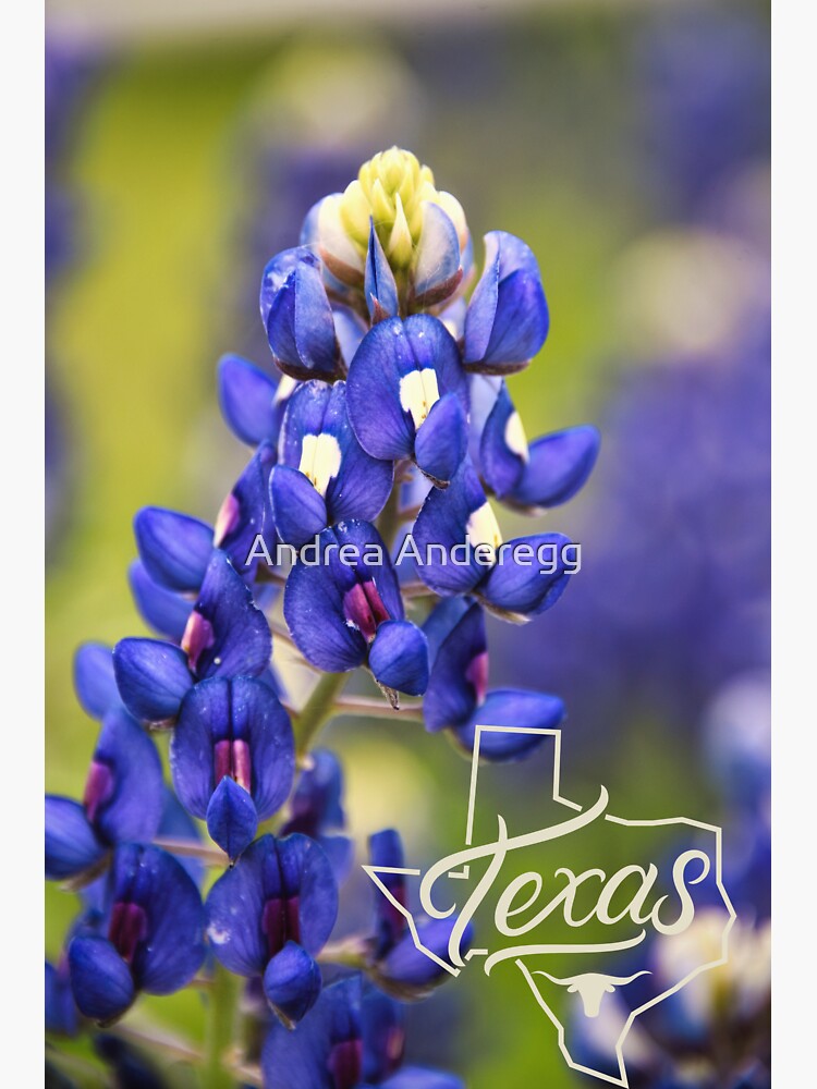 "Texas Bluebonnets 23" Sticker for Sale by andreaanderegg | Redbubble