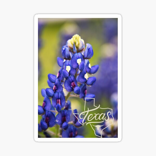 "Texas Bluebonnets 23" Sticker for Sale by andreaanderegg | Redbubble