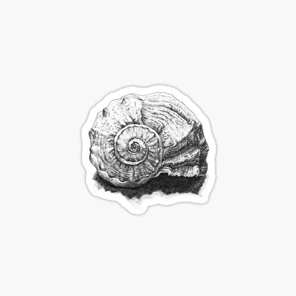 "Seashell realistic drawing" Sticker for Sale by stefaniaiulia | Redbubble