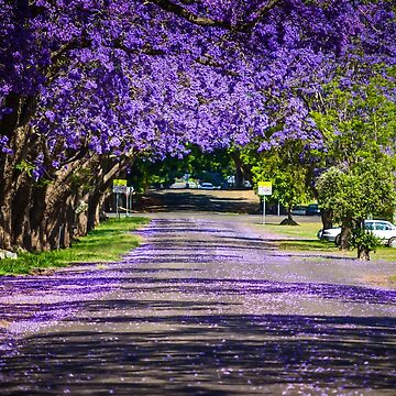 "Jacaranda Magic, taken in Grafton, NSW, Australia" Art Print for Sale ...