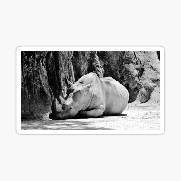 "Southern White Rhino" Sticker for Sale by Cynthia48 | Redbubble