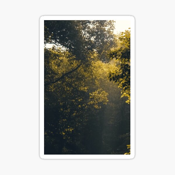 "a group of trees with yellow leaves" Sticker for Sale by dualogy ...