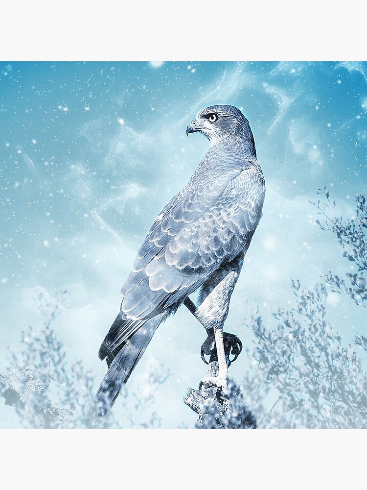 "Hawk Winter Art" Poster by PurefireDesigns | Redbubble