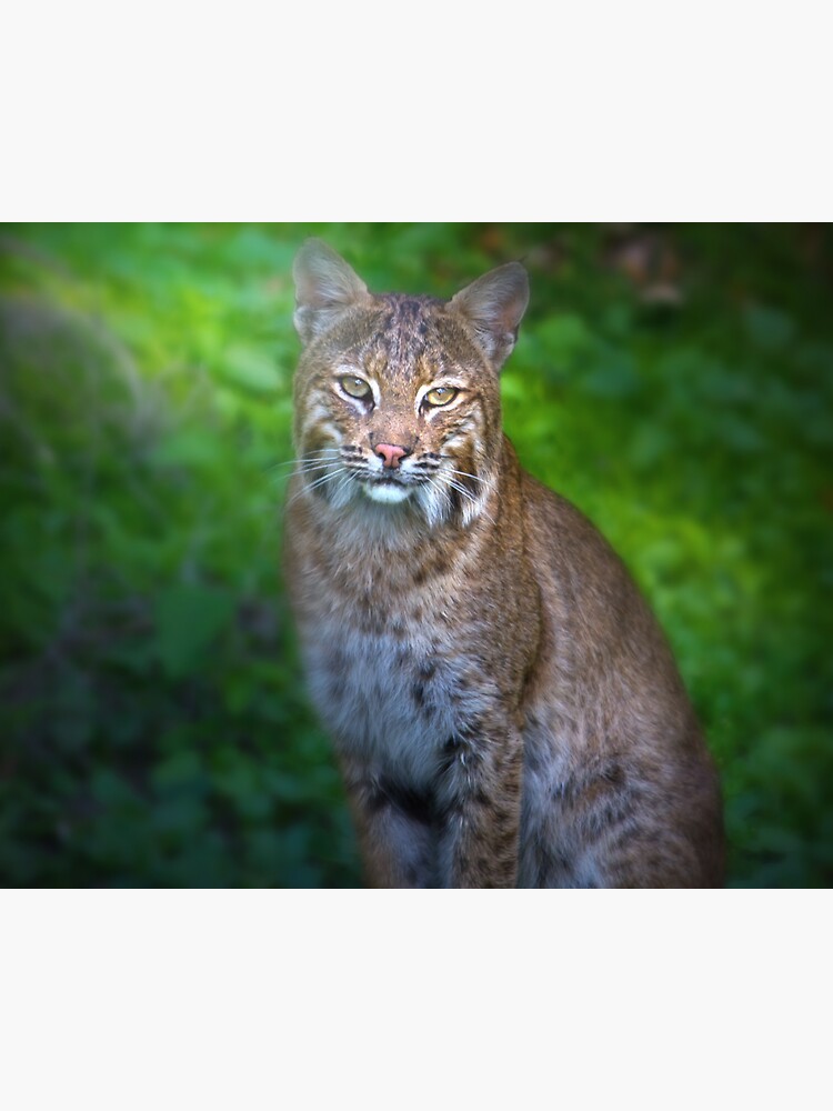 "Portrait of a Female Bobcat" Sticker for Sale by VisualVoyages | Redbubble