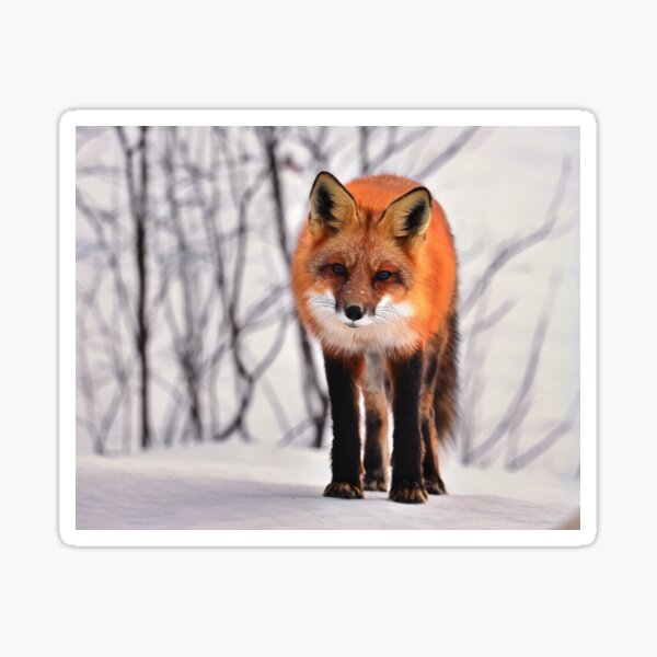 "Forest Red Fox " Sticker for Sale by TheAnimalZ00 | Redbubble