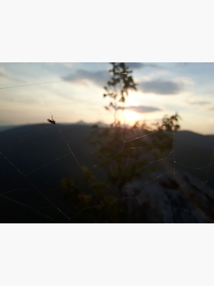 "Sunset through spider web" Sticker for Sale by DJArtsDsgn | Redbubble
