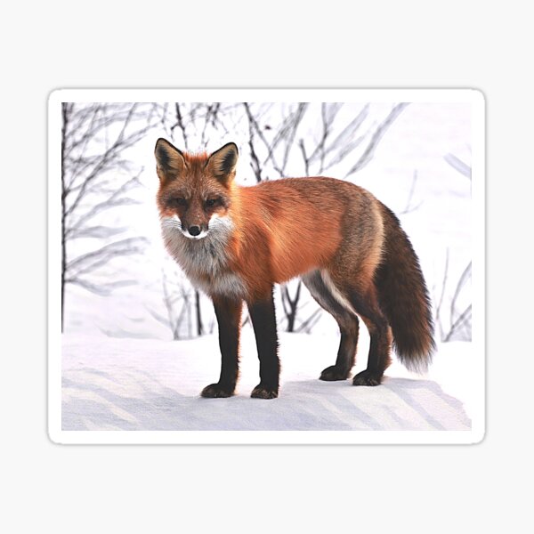 "Forest Red Fox " Sticker for Sale by TheAnimalZ00 | Redbubble