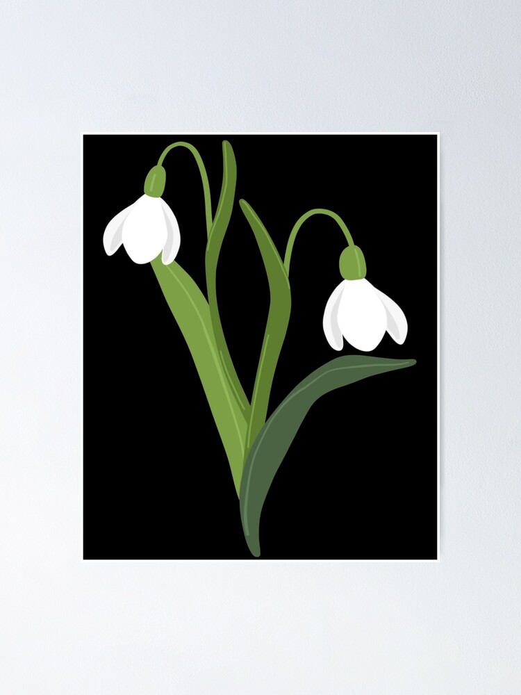 "snowdrop flower and leaves " Poster for Sale by Sidouseller | Redbubble
