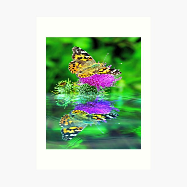 "Butterfly reflection." Art Print for Sale by ScenicViewPics | Redbubble