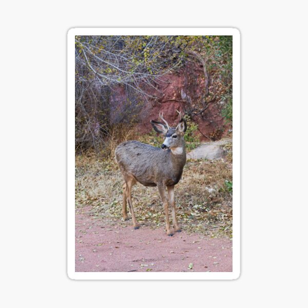 "Young Buck" Sticker for Sale by alanathrower | Redbubble