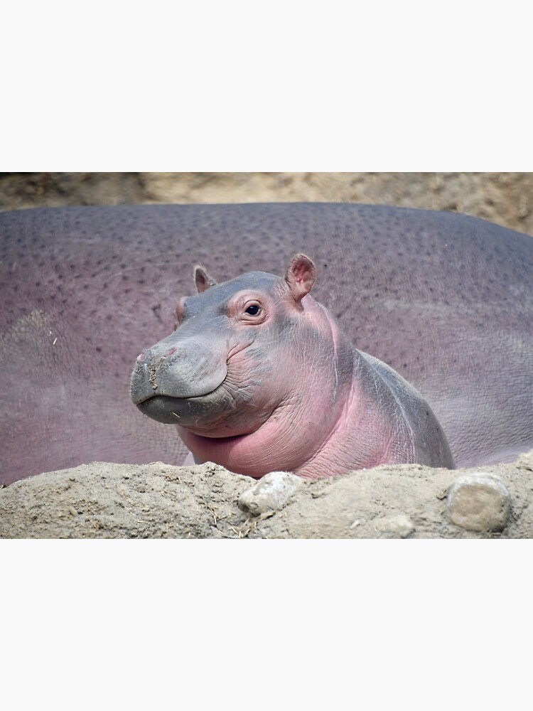 "Baby Hippo Fritz at the Cincinnati Zoo and Botanical Garden" Sticker ...