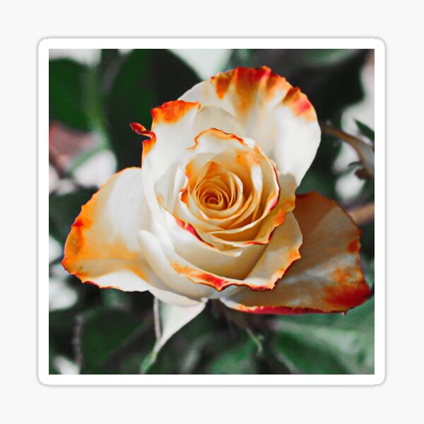 "White rose with orange tips" Sticker by PurefireDesigns | Redbubble