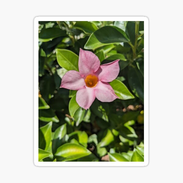 "Brazilian Jasmine" Sticker for Sale by TheRealDanniX | Redbubble