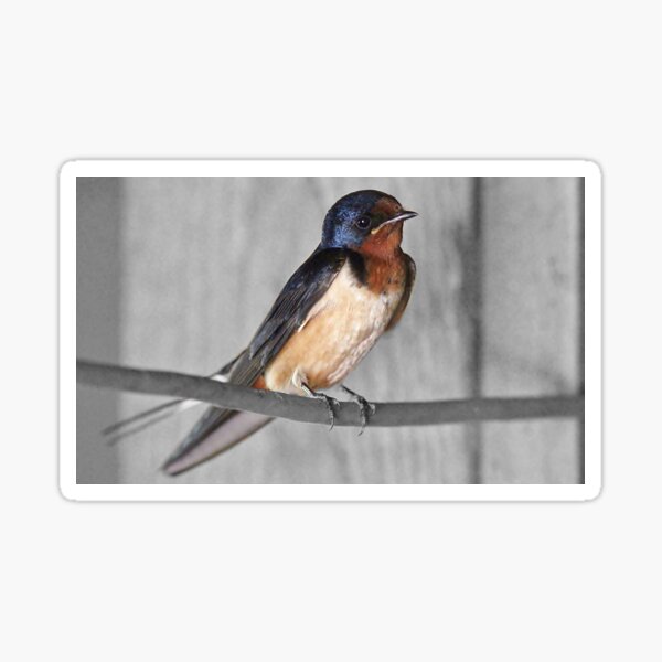 "Barn Swallow" Sticker for Sale by backyardwonders | Redbubble