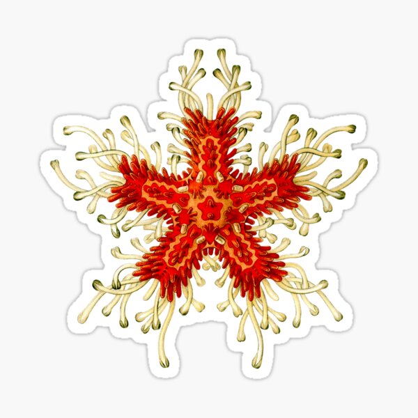 "Starfish, Ocean Creature" Sticker for Sale by AnarKitty805 | Redbubble