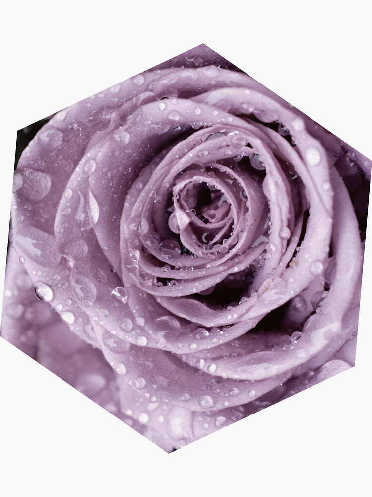 "Purple Rose" Sticker by OranguArt | Redbubble