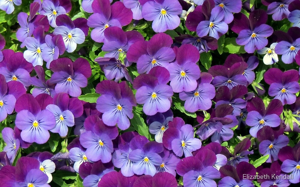 "Miniature pansies" by Elizabeth Kendall | Redbubble