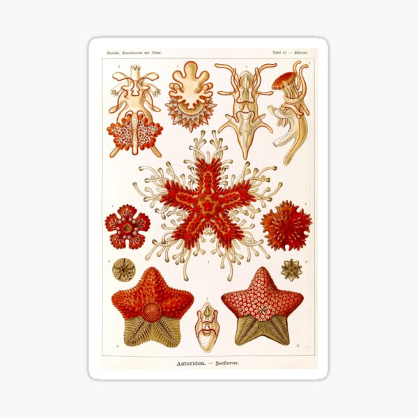 "Starfish/Asteroid Lithograph" Sticker for Sale by AnarKitty805 | Redbubble