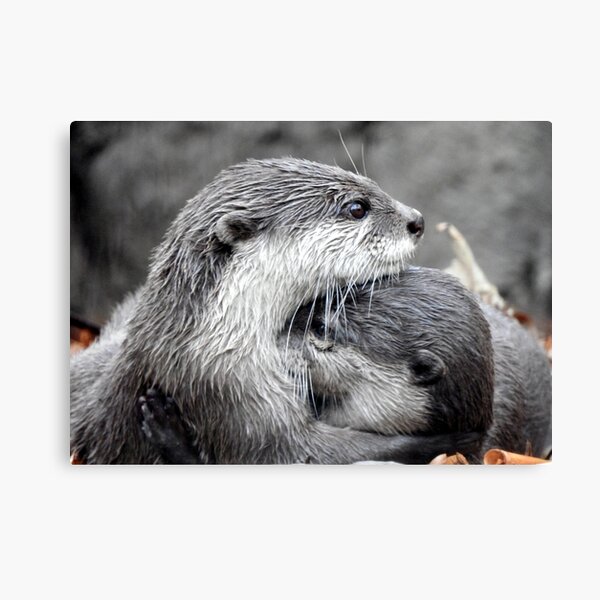 "Time for a hug" Canvas Print by kirstybush | Redbubble