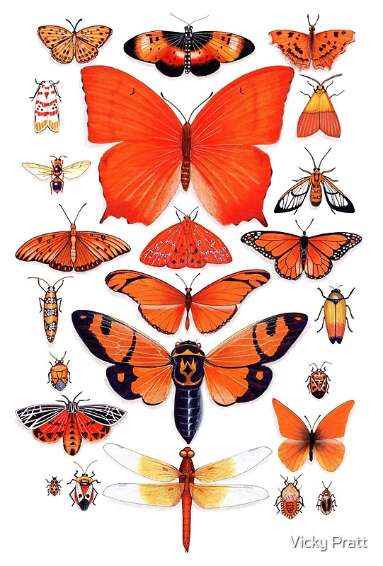 "Orange Insect Collection" by Vicky Pratt | Redbubble