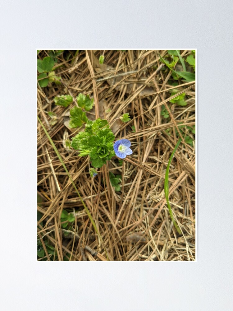 "Persian Speedwell" Poster for Sale by TheRealDanniX | Redbubble