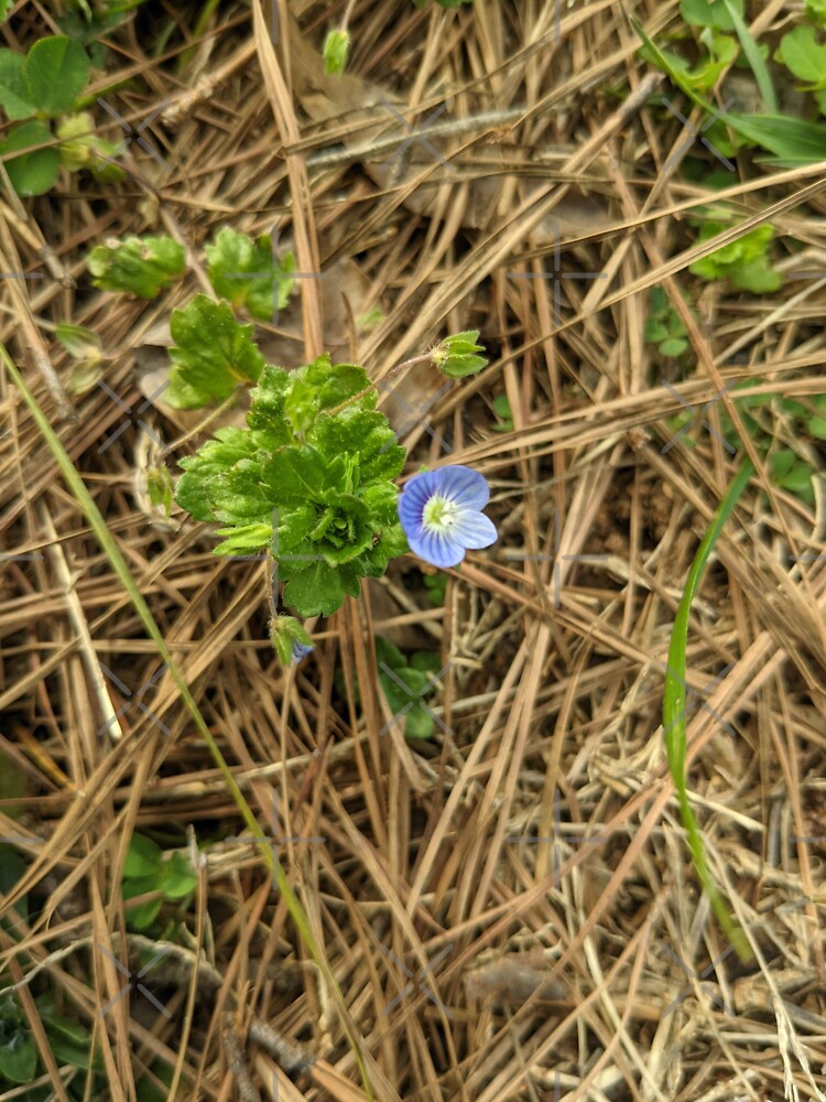"Persian Speedwell" Sticker for Sale by TheRealDanniX | Redbubble