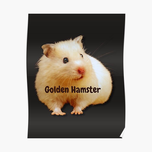 "Cute Golden Hamster" Poster for Sale by MerchGiants | Redbubble