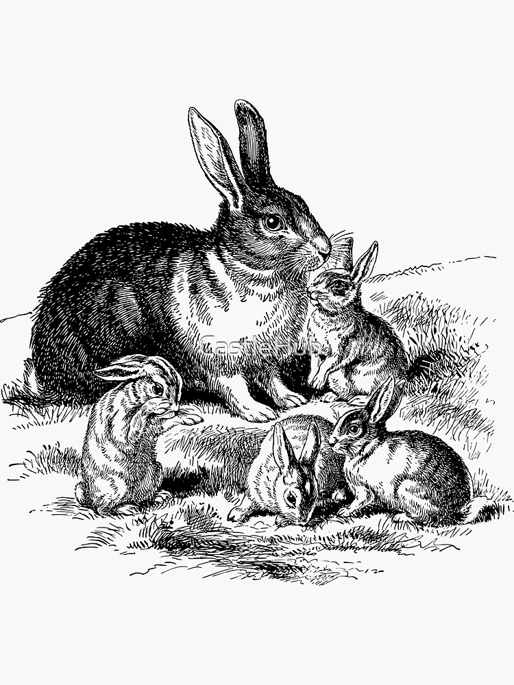 "Californian rabbits" Sticker for Sale by CastleHub | Redbubble