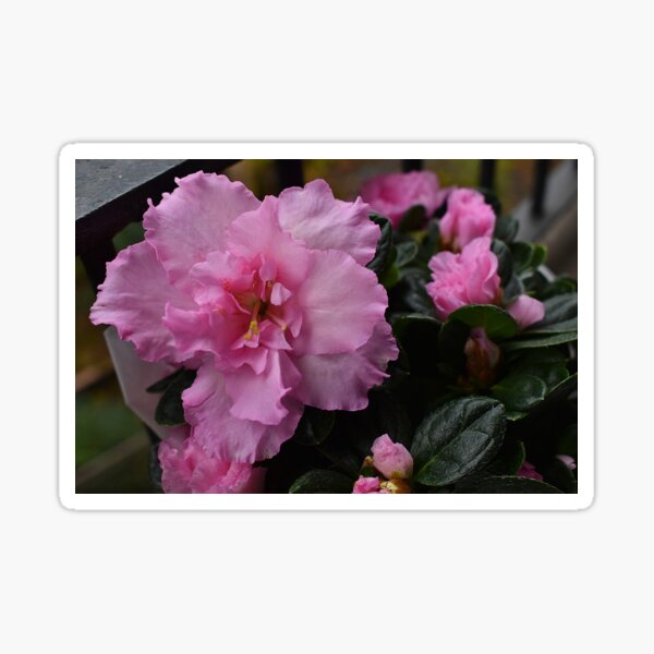 "Pink azalea 2" Sticker for Sale by mariya-ivanova | Redbubble