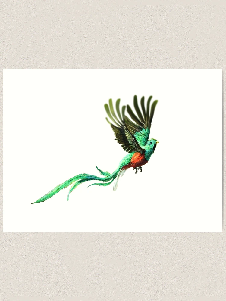 Resplendent Quetzal Drawing Vibrant Quetzal Bird Illustration