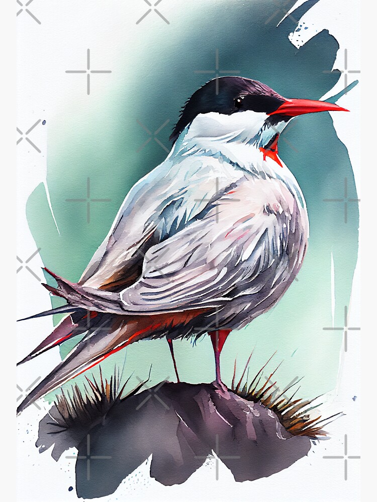 "Arctic Tern - Watercolor Paint" Sticker for Sale by ABArtByAlexST | Redbubble