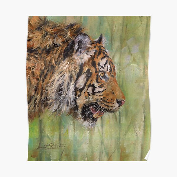 "Amur Tiger Profile" Poster by davidstribbling | Redbubble