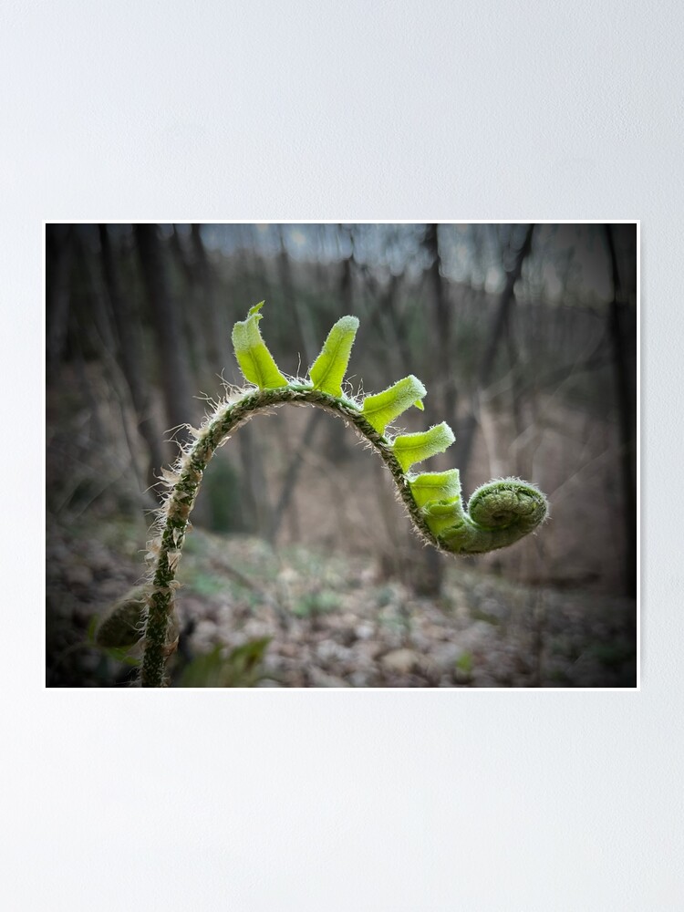 "Fern series" Poster for Sale by lpollaro | Redbubble